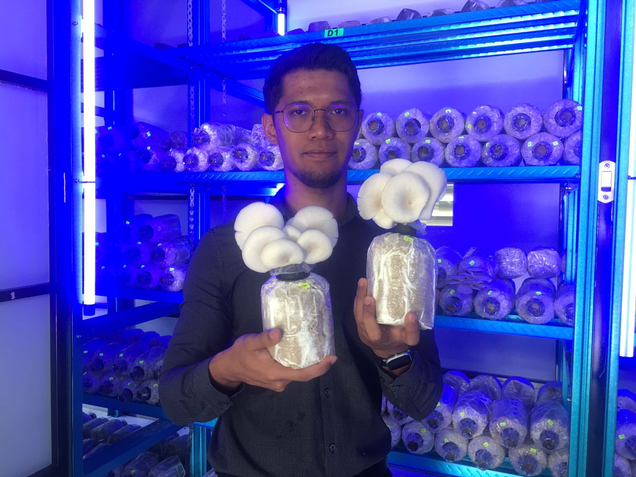 UiTM Machang rintis tanam cendawan guna iMistroom 2000 ( Utusan ...